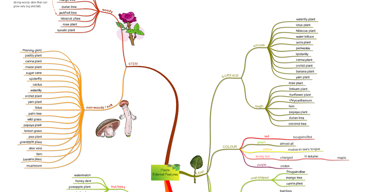 Plants Kingdom External Features Of Plants plants-kingdom-external-features-of-plants