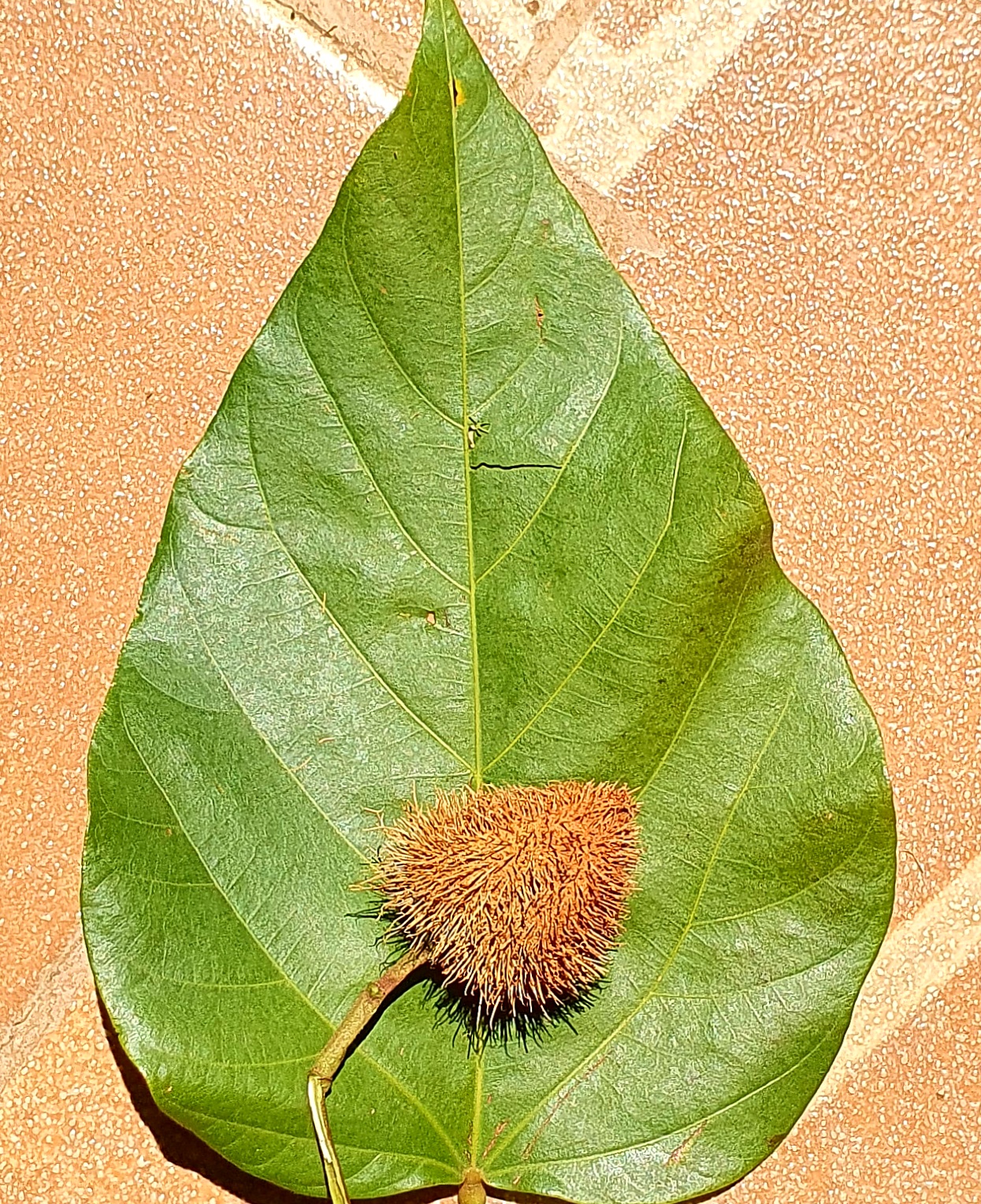 LA LEYENDA DE URUKU - URUKU MOMBE'UPY