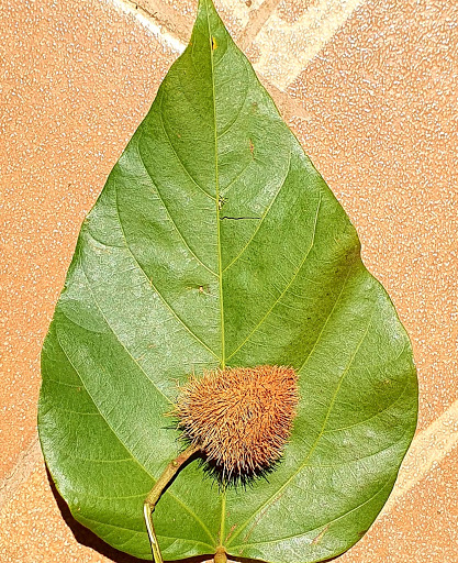 lenguaguarani: LA LEYENDA DE URUKU – URUKU MOMBE’UPY