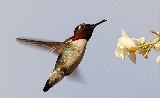 Pashudhan and Animal Science : Bee Hummingbird – world’s smallest bird
