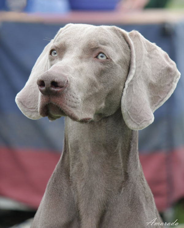 Weimaraner | Australian Dog Lover