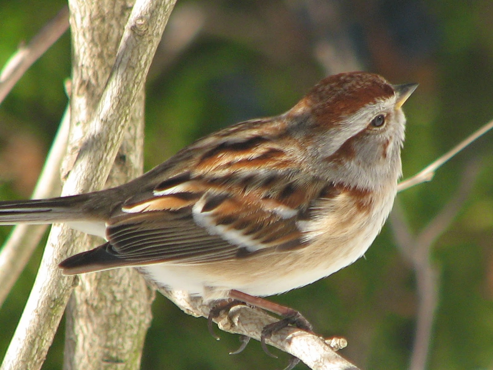 South Burlington birds: American Tree Sparrow photos | Litter with a ...