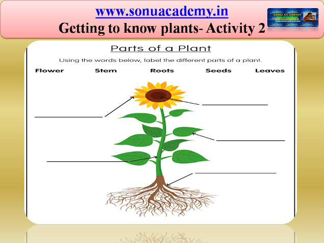 SONU ACADEMY: GETTING TO KNOW PLANTS- ACTIVITIES )CHAPTER-7 CLASS-VI