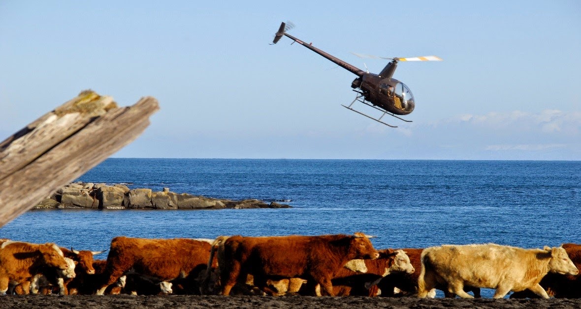 Bering Pacific Ranches: Organic Beef, Aleutian Islands