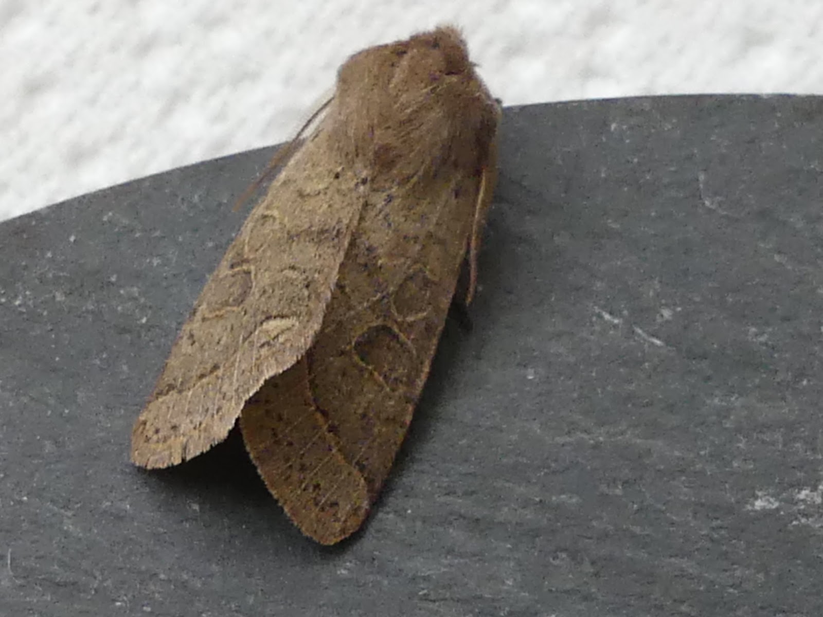 Ragged Robin's Nature Notes: First Garden Moths and Butterfly of the Year