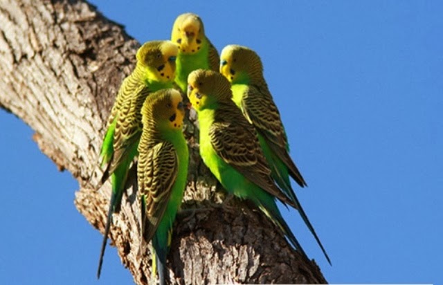 Picture World: Badrika Bird...