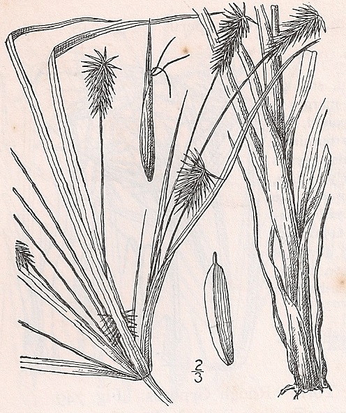 FLORA ILUSTRADA BRITTON DEL NORTE DE U.S.A.-CANADA: CYPERACEAE CYPERUS ...