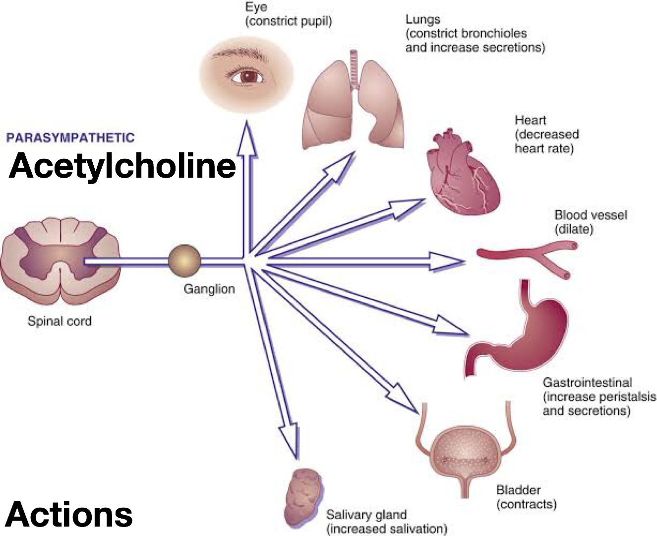 Cholinergic Drugs (Direct acting) Part-1
