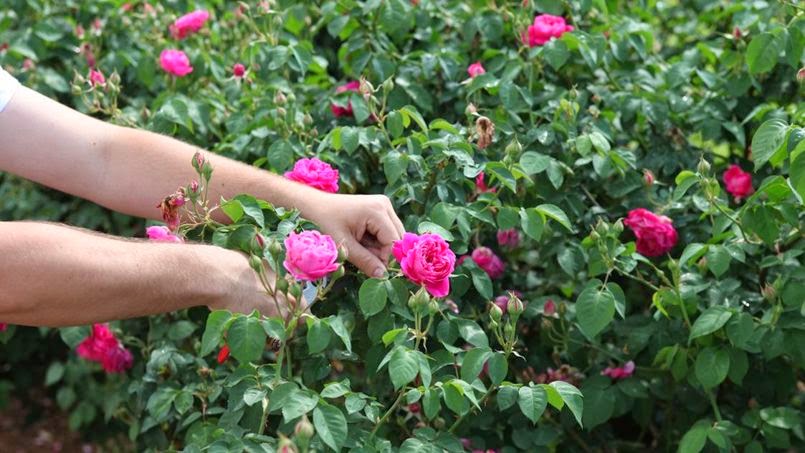 Ma poubelle est un Jardin: Au jardin bouturez les plantes que vous aimez