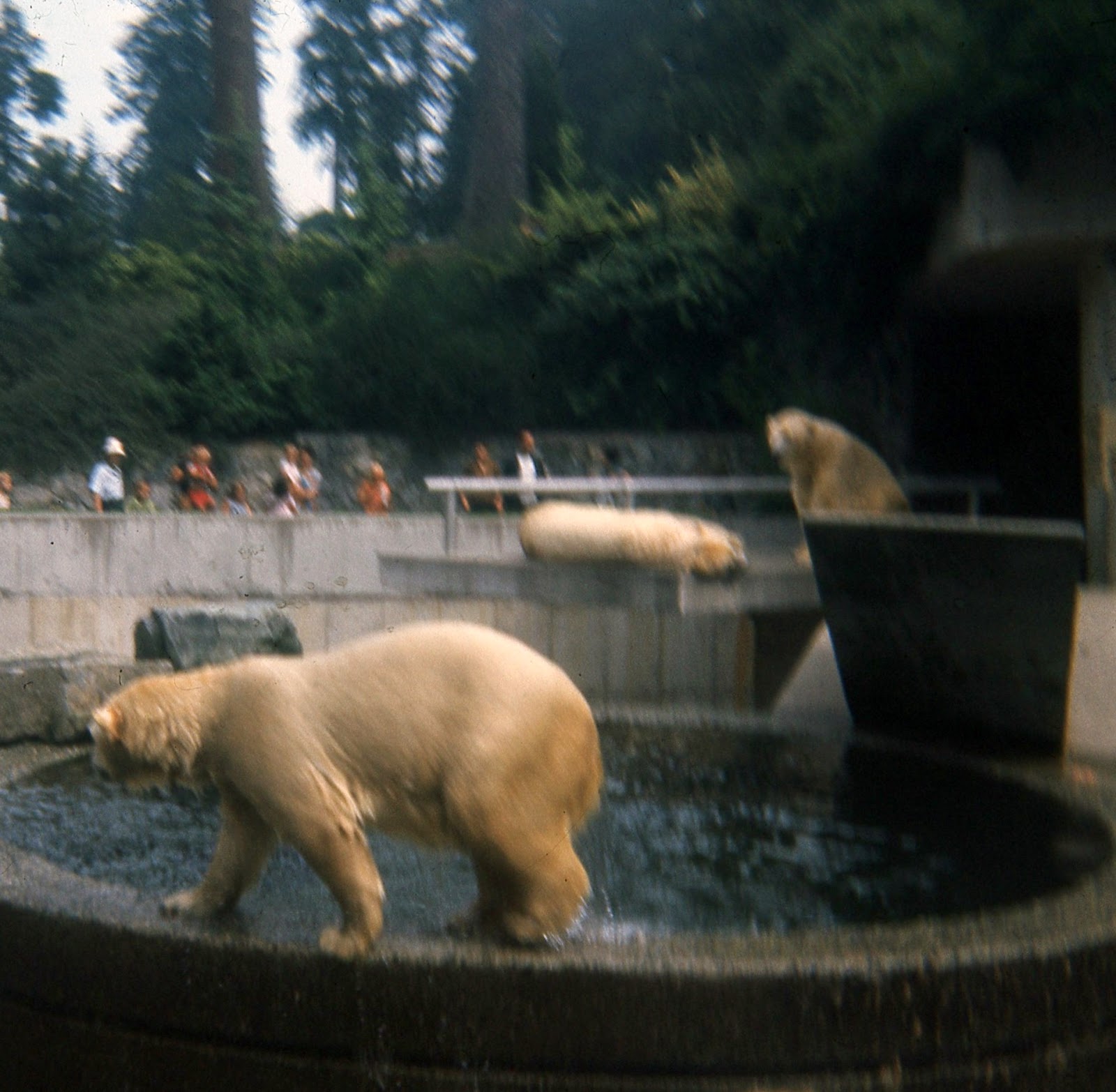 "Vancouver Through the Years": The Polar Bear Grotto at Stanley Park Zoo