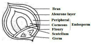 MILLETS: STRUCTURE AND COMPOSITION