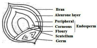 MILLETS: STRUCTURE AND COMPOSITION