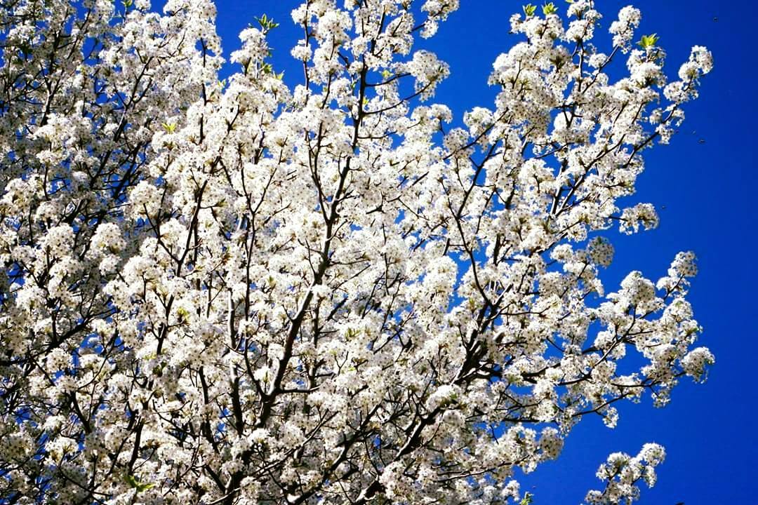 Missy Made It!: Virginia ~ Pear Trees In Bloom!