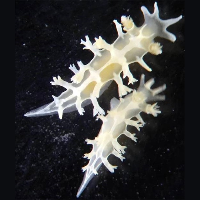 Species New to Science: [Mollusca • 2014] Tritonia khaleesi • A New ...