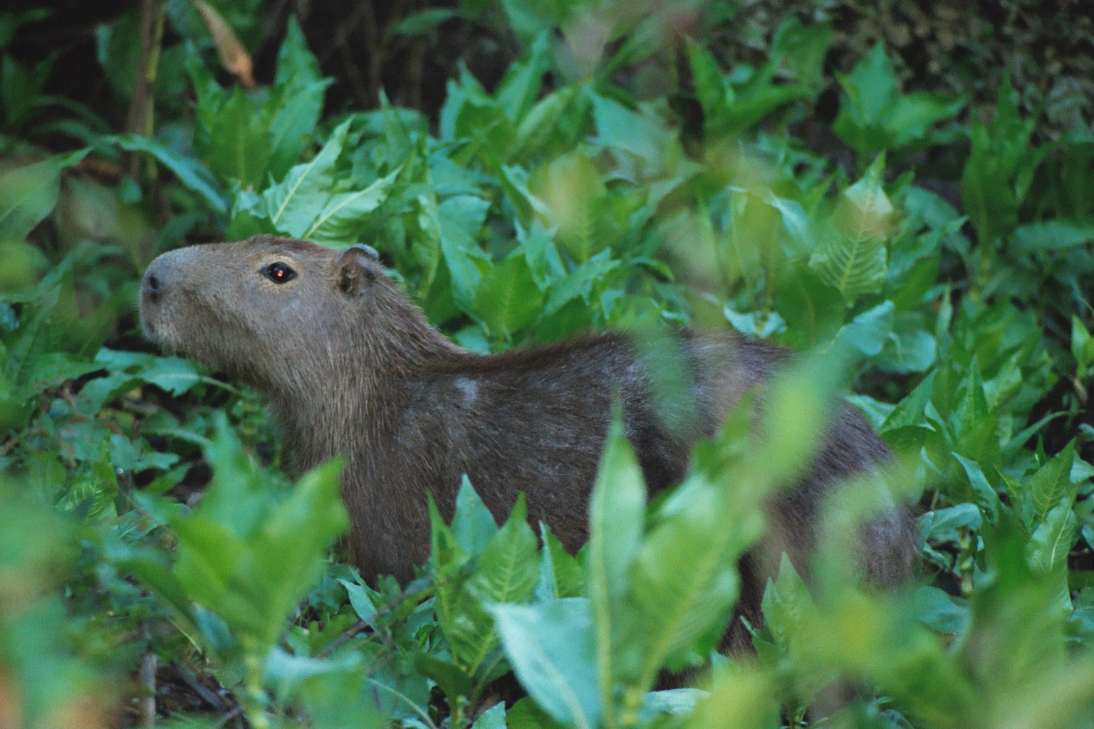 Animales en el Planeta: La capibara, carpincho, chigüiro o chigüire ...