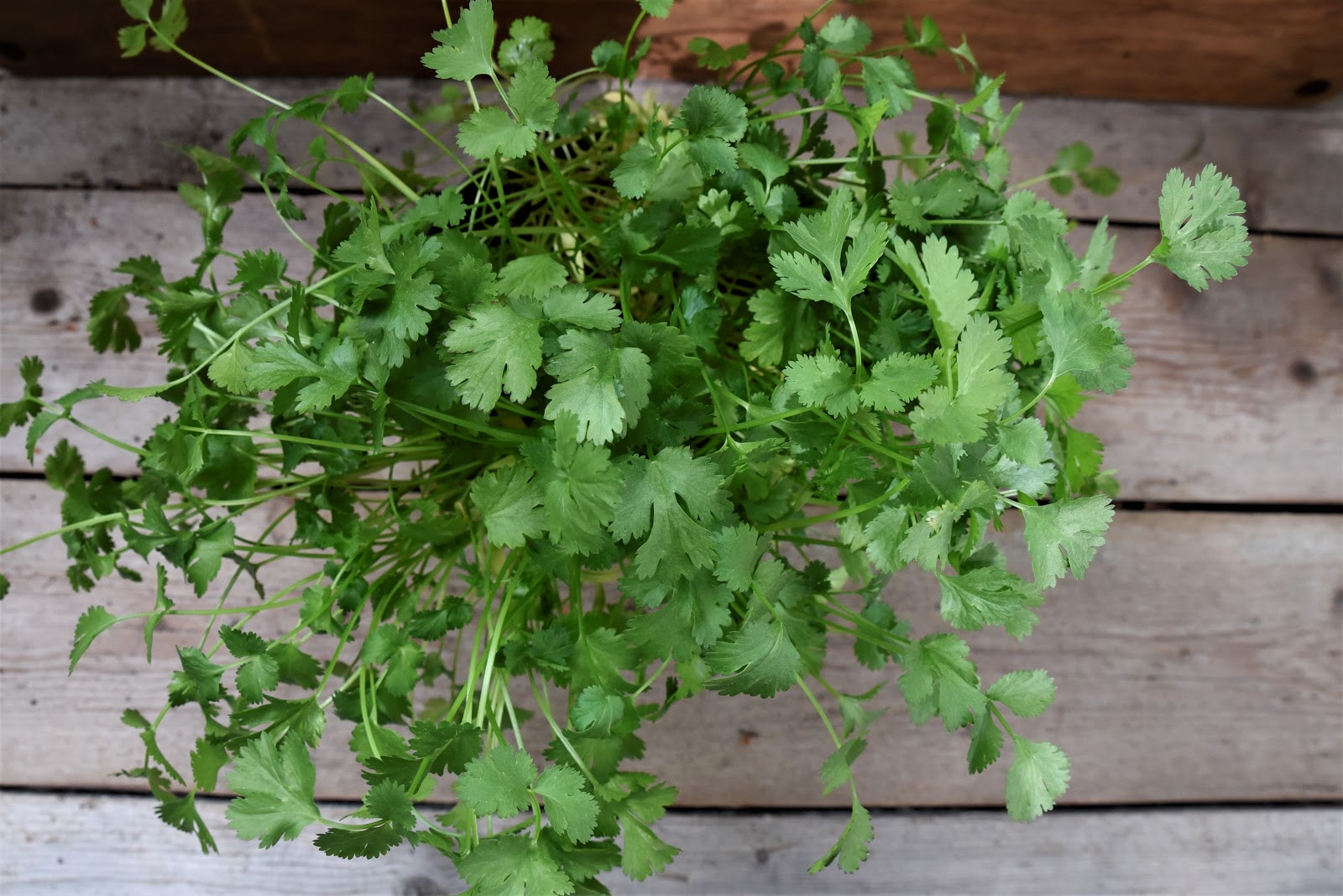 Farbror Grön: Odla egna kryddor - koriander