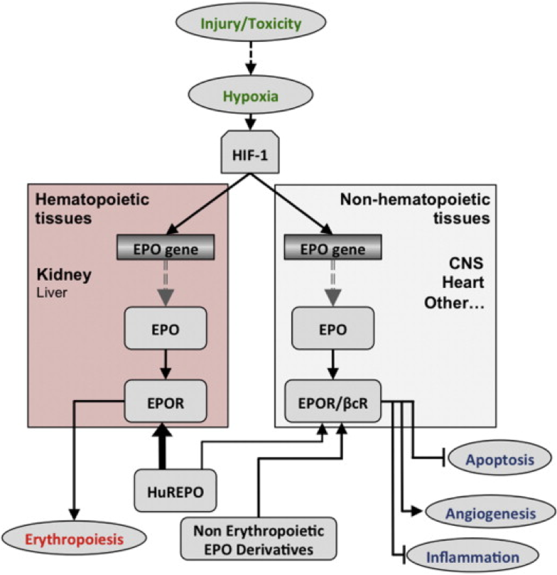 Doped Up: EPO: From Cytokine to Speed