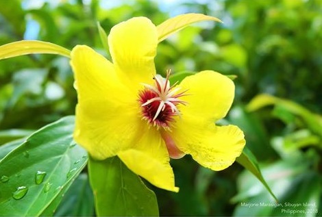 My Asian Secret Garden: Philippine Native Trees for the Garden and for ...