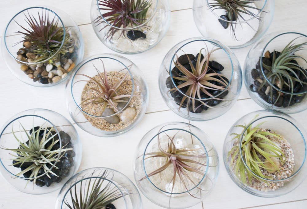 5 UNUSUAL HOUSEPLANTS ~ The Fancy Flora