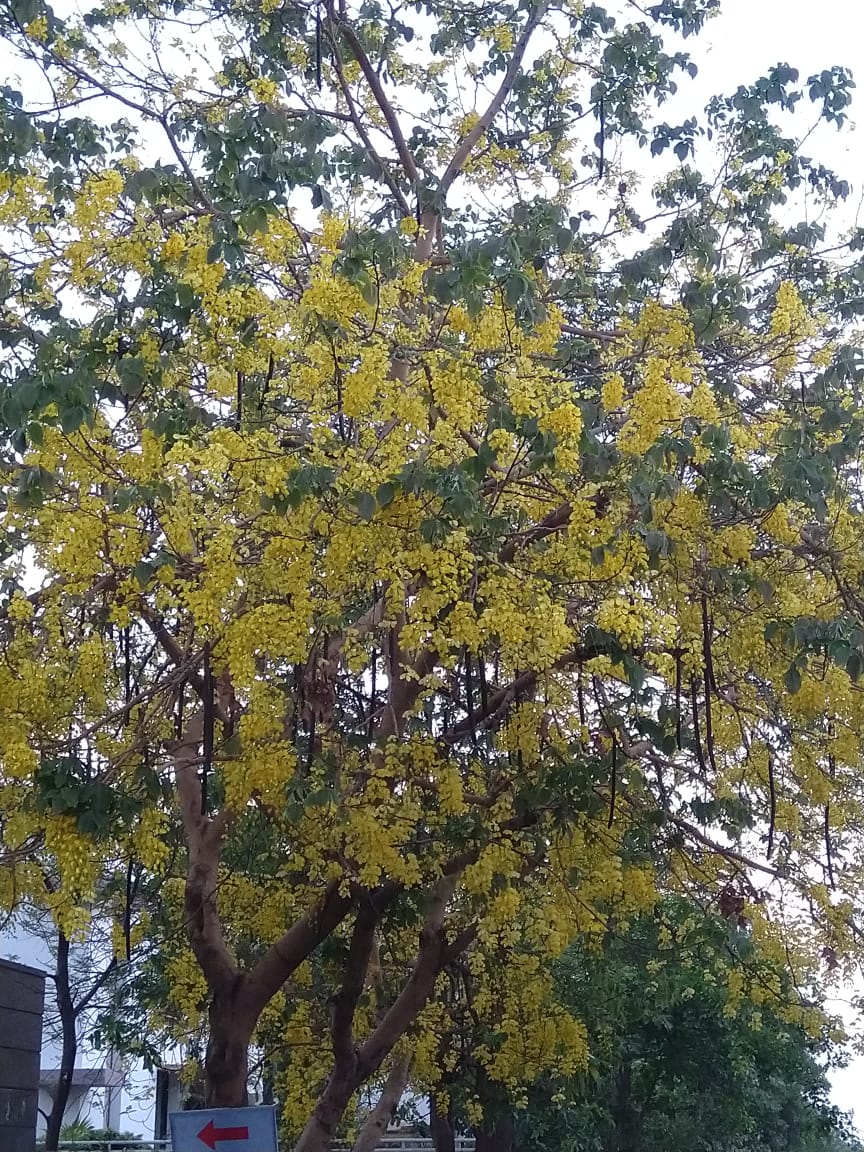 Indian Laburnum Tree