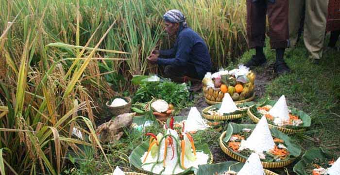 Tradisi Wiwitan di Jawa Ritual Sebelum Panen Padi - WANIMBAMBUNG