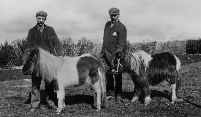 Tour Scotland: Old Photographs Crofters With Shetland Ponies In Scotland