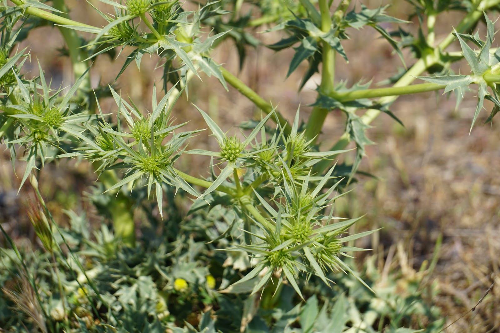 Plantas de Huerta Otea, Salamanca: Cardo corredor, cardo correo, cardo ...