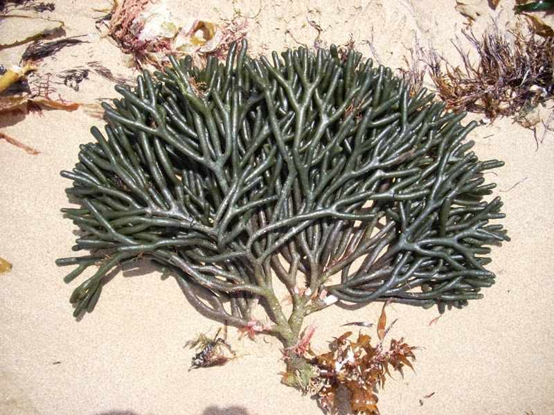 Harbor Watch: Codium: Biology of a Marine Invasive