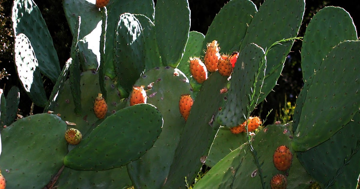 MAP: PRICKLY PEAR