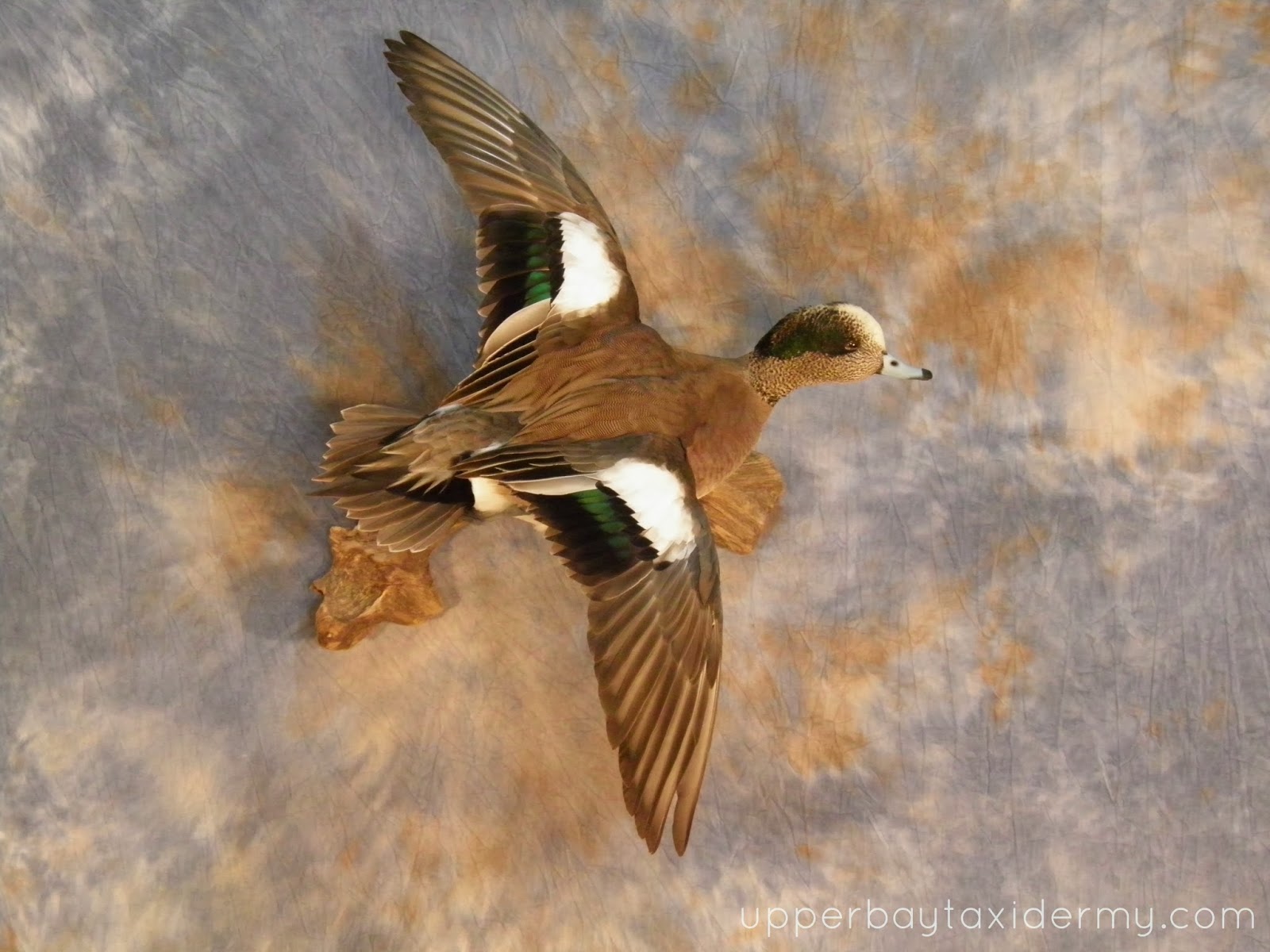 Upper Bay Taxidermy Mobile Gallery: Ducks