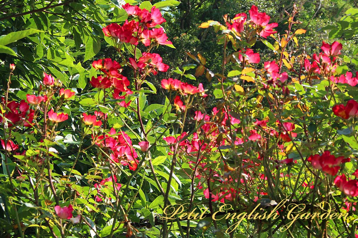Petit English Garden of MARPLE & POIROT: RED CLIMBING ROSE 'COCKTAIL ...