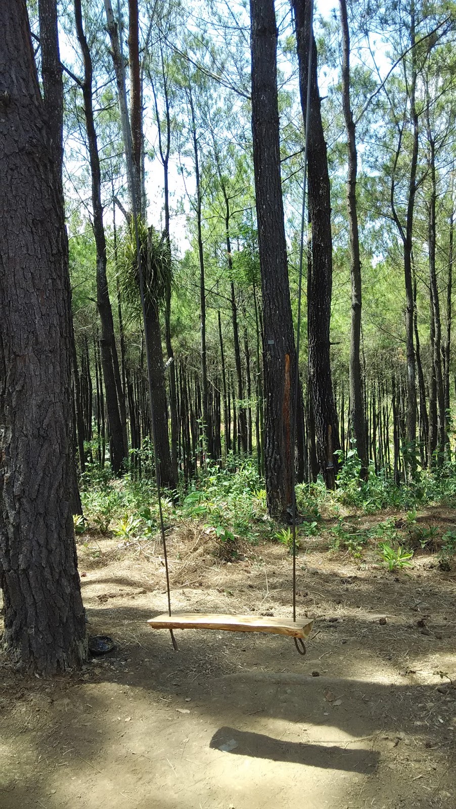 Manfaat Getah Pohon Pinus Bagi Manusia dan Lingkungan - Buah Dan Jenis