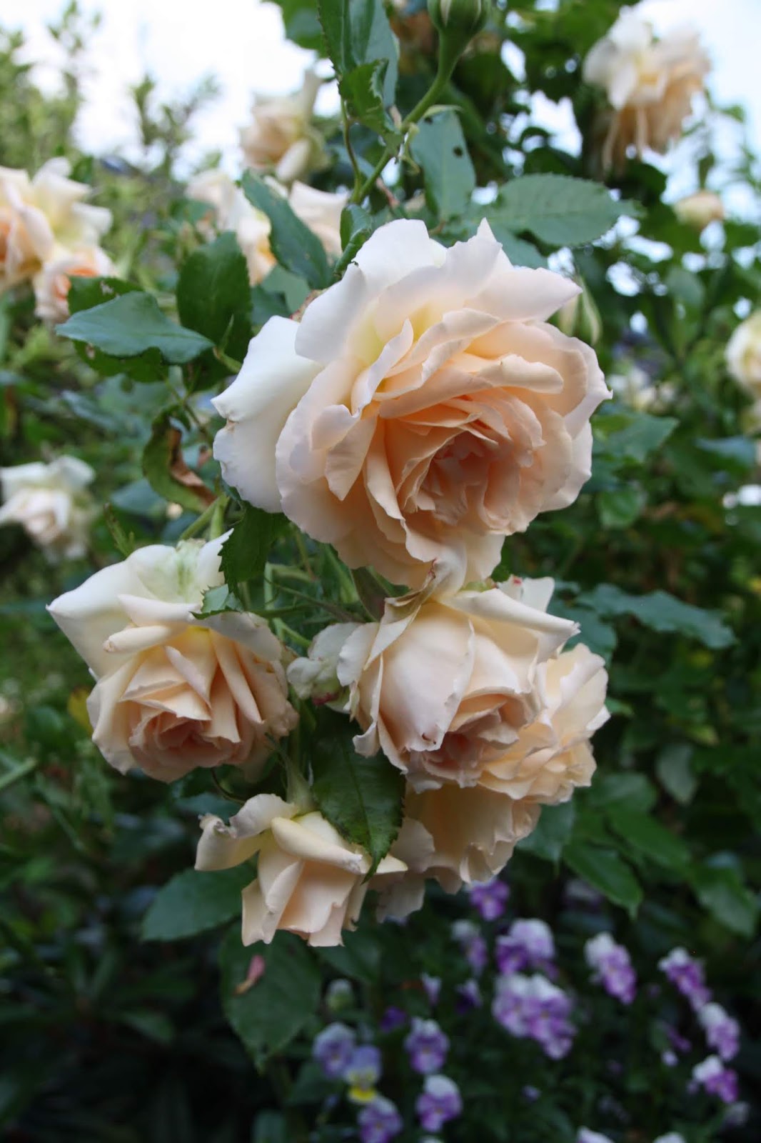 Frk. Anemone: Hvide roser og pæoner