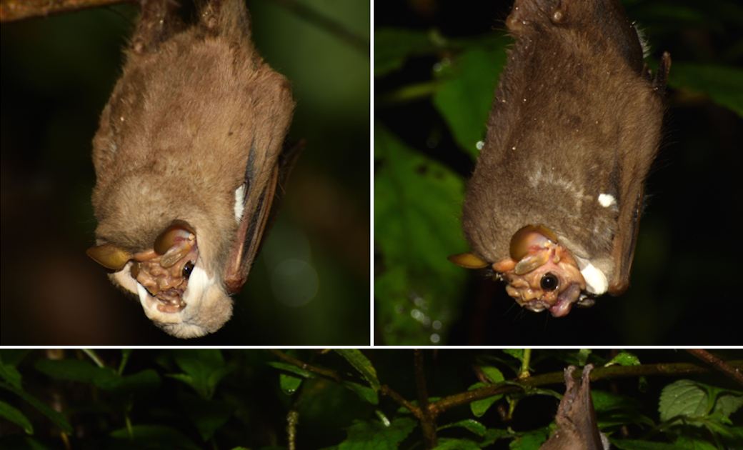 Stripe Faced Fruit Bat
