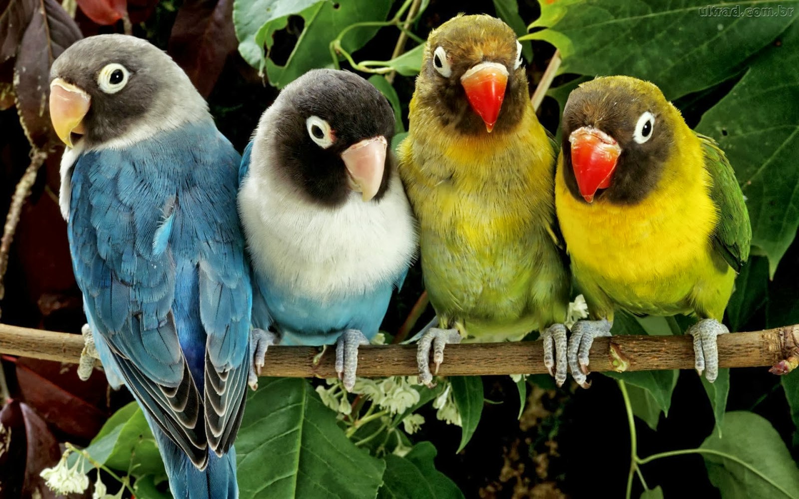 Varias Imagens : Lindos Pássaros fotos selecionadas