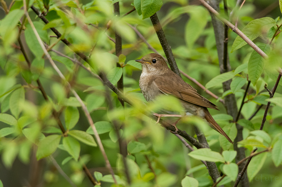 Foture: Ööbik, Luscinia luscinia