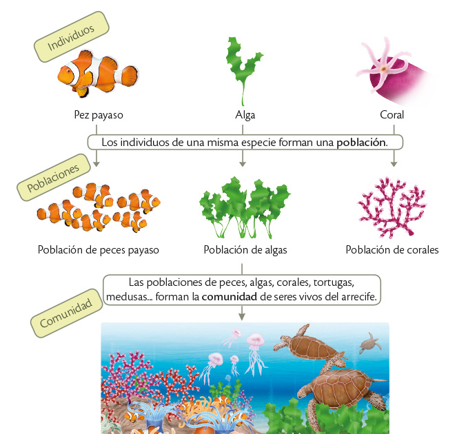 Resúmenes de Ciencias Naturales: Tema 2. Individuos, poblaciones y ...