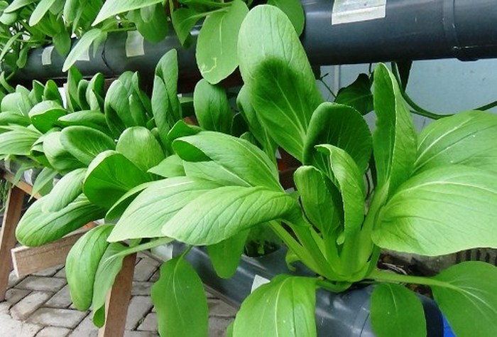 Pengertian Budidaya Adalah : Menurut Para Ahli, Macam, Manfaat, dan ...