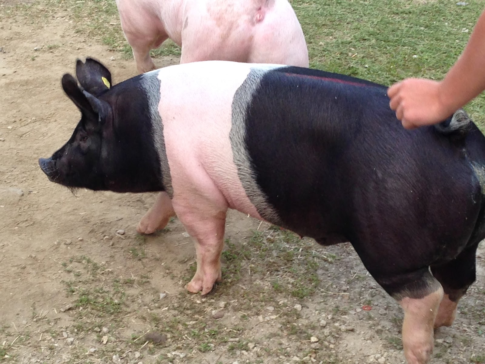 Scattered Seed Samplers: ~ Summer Fair