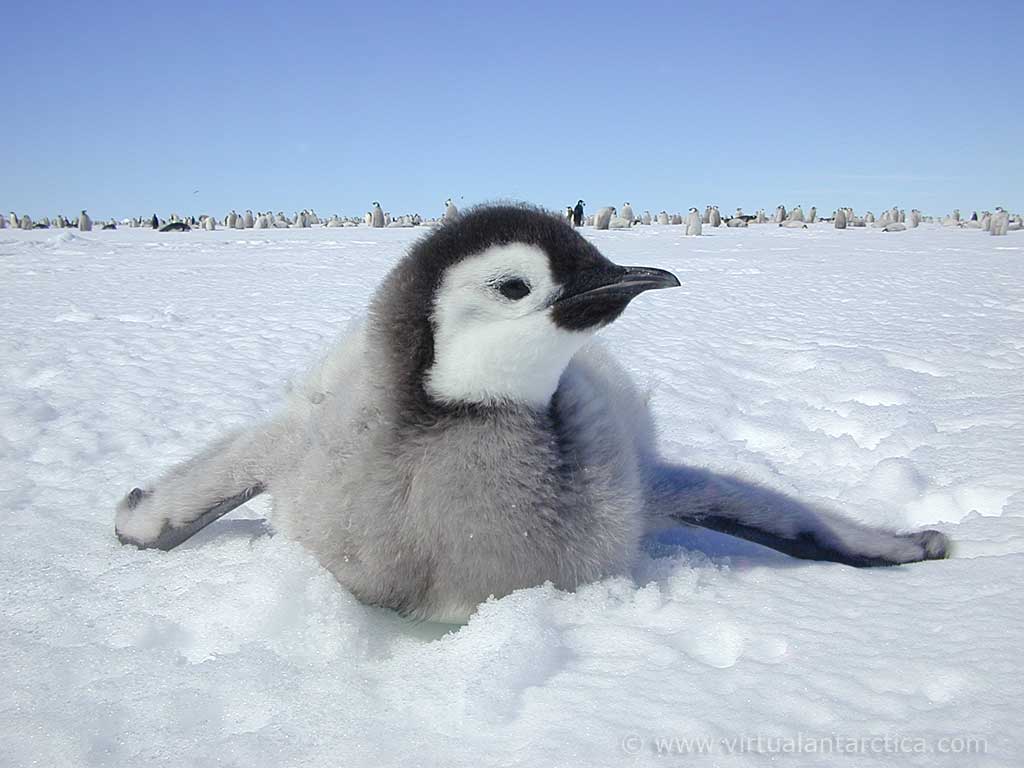 Emperor Penguin