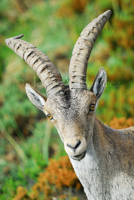 José A. Ramírez, fotografía y naturaleza: Íbice ibérico