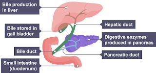 IGCSE Biology 2017: 2.30: Understand that Bile is Produced by the Liver ...