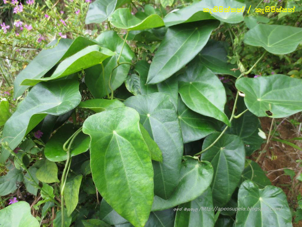 කැහිපිත්තන් [Kehipittan] (Cyclea peltata) ~ අපේ ඔසුපැළ Medicinal Plants ...