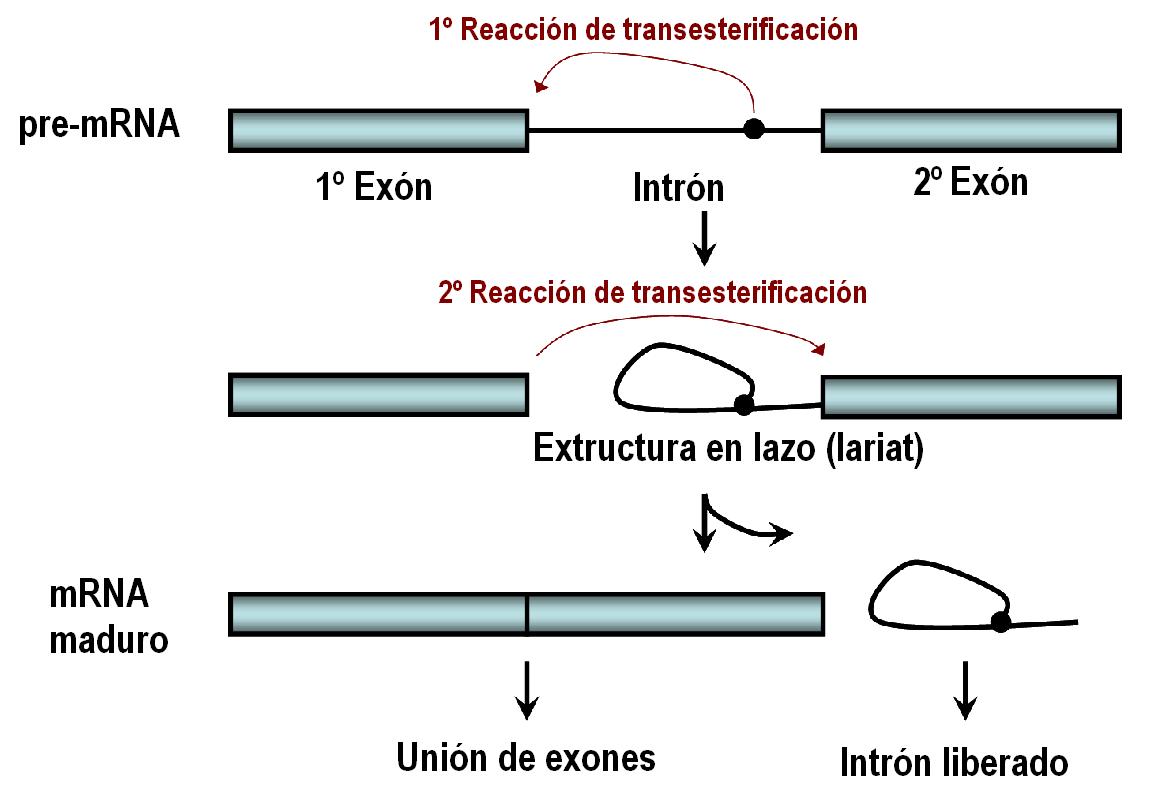 BIOLOGIA MOLECULAR: TAREA