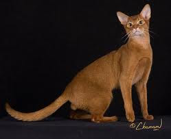 Encyclopedia of Cats Breed: Red Abyssinian Cat | Sorrel or Cinnamon