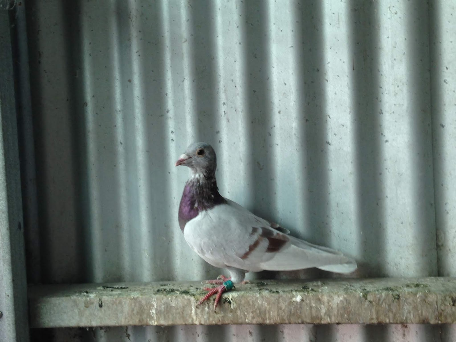 RACING PIGEONS: DISEASES