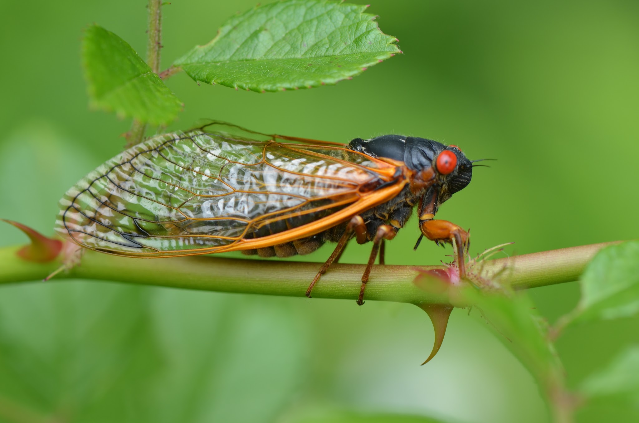 Urban Wildlife Guide: Cicadas Are Coming!