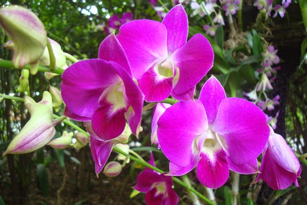 Khasiat Bunga Anggrek untuk Kesehatan