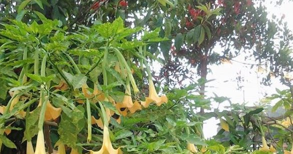 Manfaat Bunga Terompet Bagi Kesehatan Dan Pengobatan | Intip Manfaat