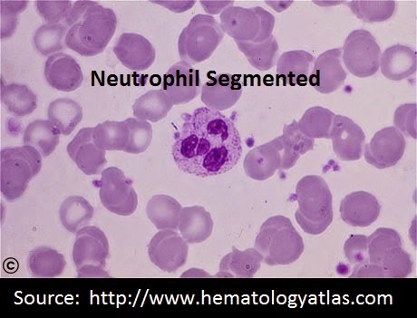 Lab Atlas: Neutrophil Segmented